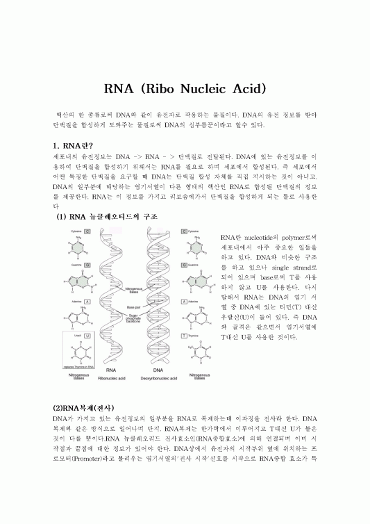 RNA (Ribo Nucleic Acid)
