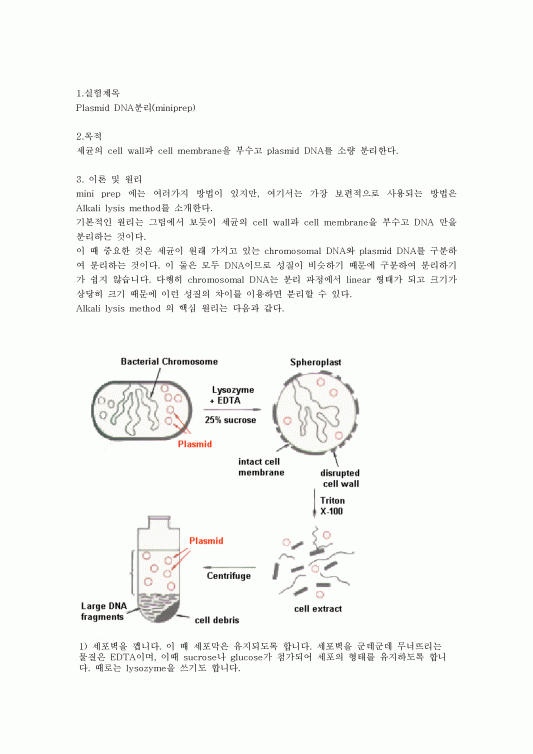 [생물학실험] Plasmid DNA분리 (miniprep) 실험