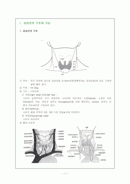 갑상선의 구조와 기능 Thyroid Ca