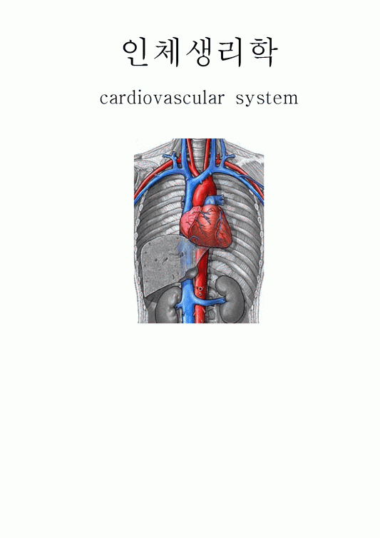 인체생리학 심혈관계 (cardiovascular system)
