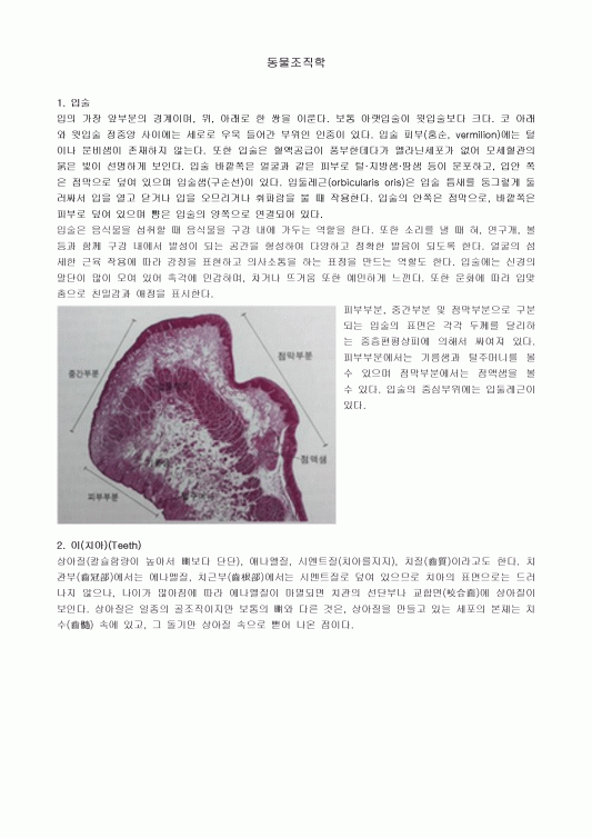 [동물조직학] 소화기 계통 조직 조사 - 입술, 이(치아)(Teeth) , 식도(Esophagus), 위(Stomach), 십이지장, 췌장(Pancreas), 간(肝, Liver)