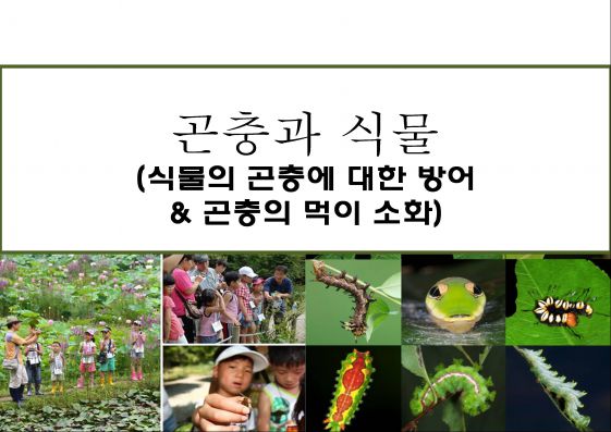 곤충과 식물(식물의 곤충에 대한 방어& 곤충의 먹이 소화)