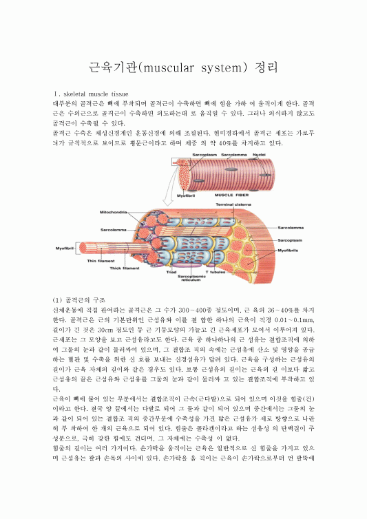 근육기관(muscular system) 정리