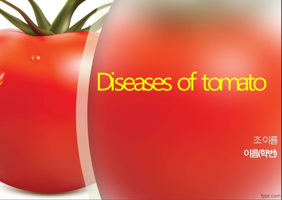 <해충학 식물병리학 식물병진단학>토마토 주요 병해 진단 및 처방