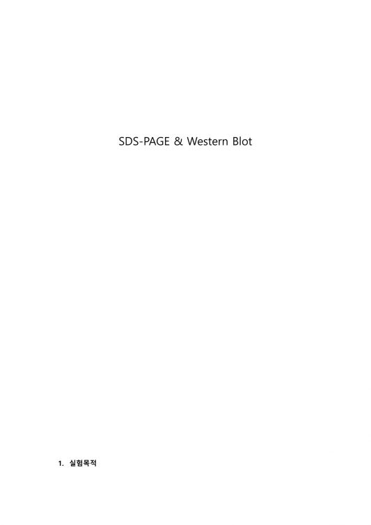 SDS-PAGE & Western Blot 결과 레포트