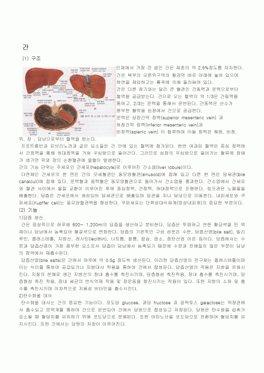간, 담도, 췌장의 구조와 기능
