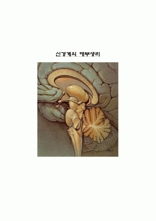 신경계 해부생리