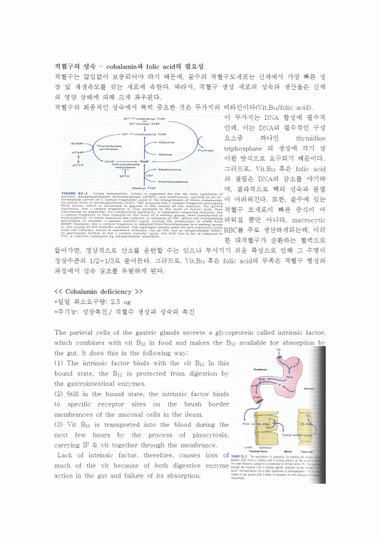 vitaminB12(cobalamin) metabolism/결핍, 엽산 결핍