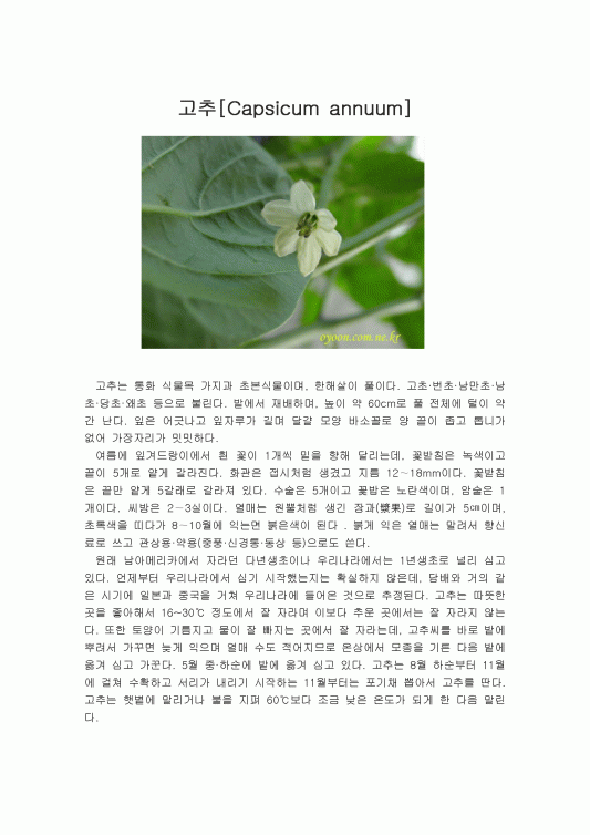 고추에 대한 영양교육