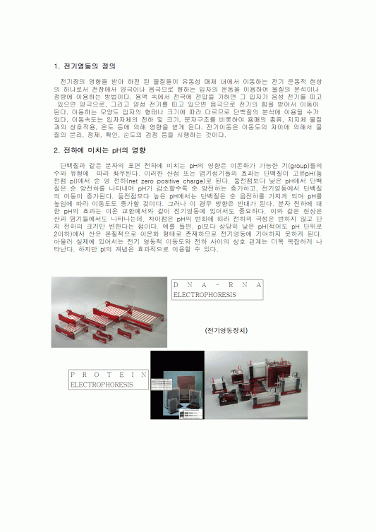 전기영동 electrophoresis agarose western blotting