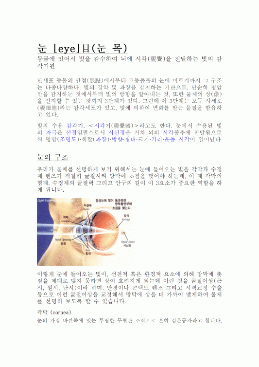 생리학 눈 레포트 자료