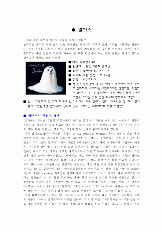 애완 동물 - 말티즈