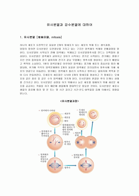 유사분열과 감수분열에 대하여