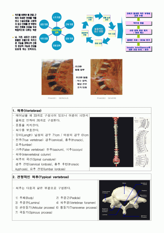 척추의 구조와 척추에 위치한 근육의 기능에 대해 정리한 자료 입니다.