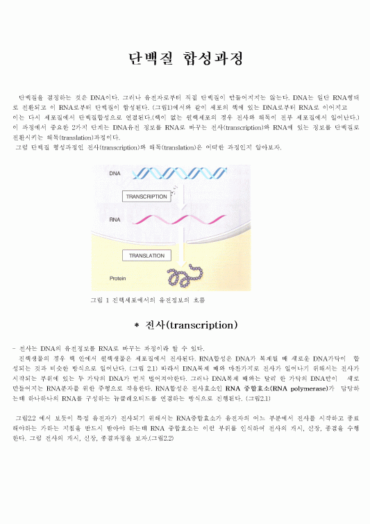단백질 합성과정