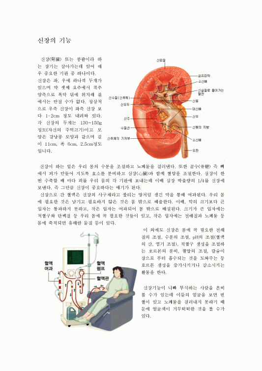 신장의 기능 레포트 자료