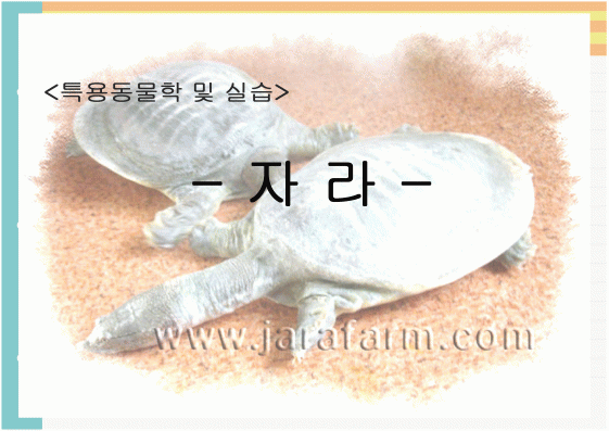 자라에 대하여(자라 양식)
