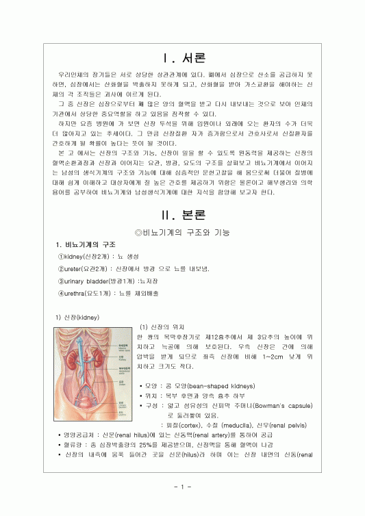 비뇨기계와 남성생식기계의 구조와 기능 및 용어정리