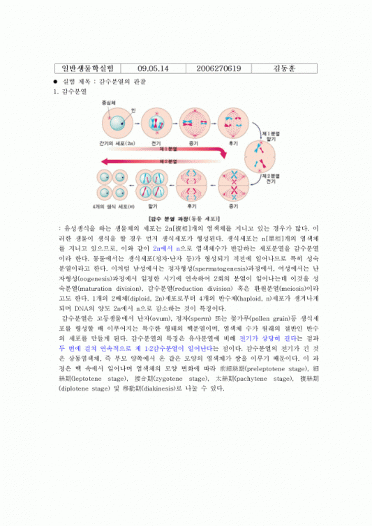 감수분열의 관찰 실험
