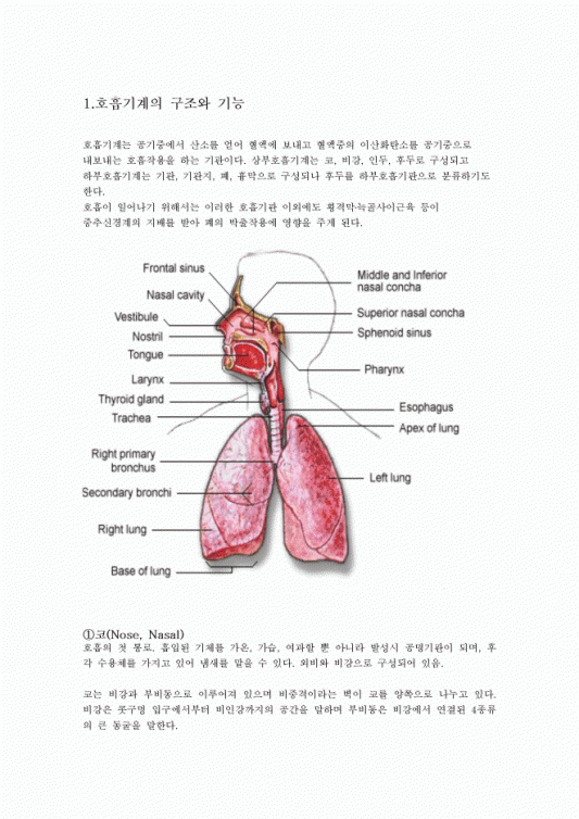 호흡기계 해부학적 구조와 기능