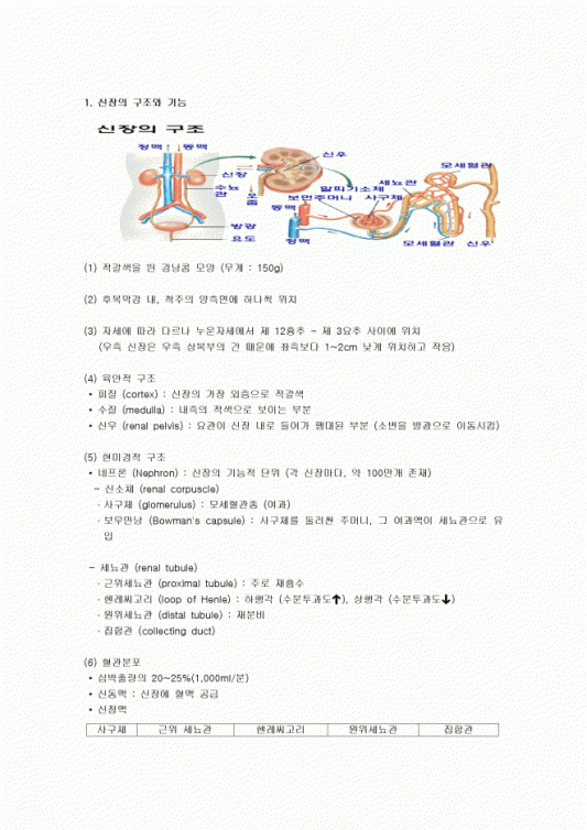 신장계 구조와 기능