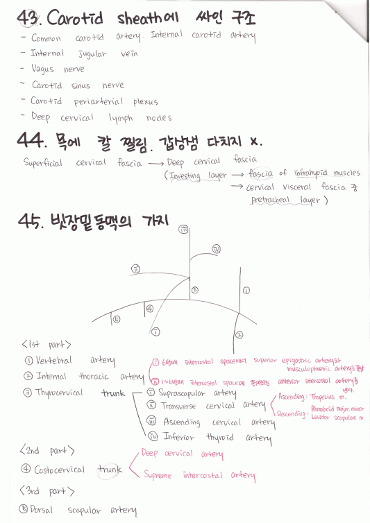 관동대 의학과 해부학 족보 정리.[3차시험]