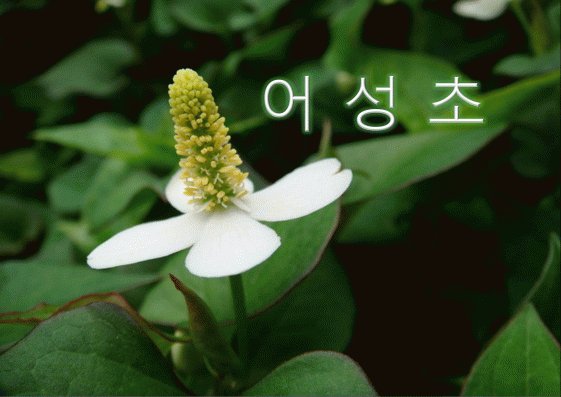 어성초(Houttuynia cordata)