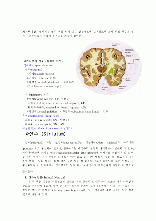 [간호학]기저핵이란