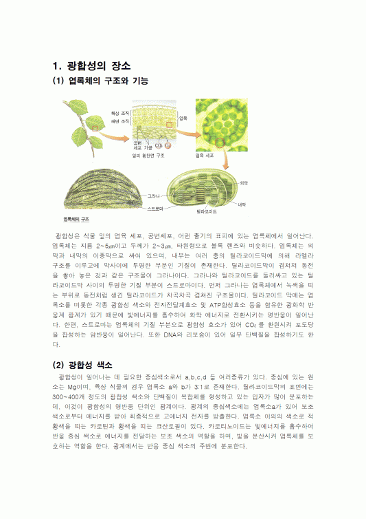 광합성[photosynthesis 光合成]