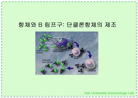 항체와 B 림프구 : 단클론 항체의 제조