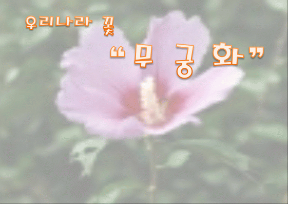 우리나라 꽃 무궁화