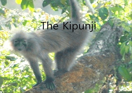 08-2 kipungi 레포트 자료