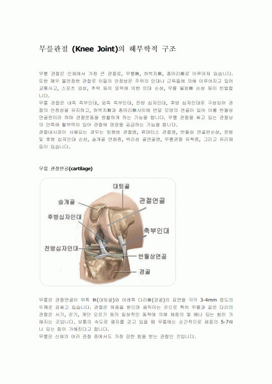 [무릎관절 (Knee Joint)의 해부학적 구조]