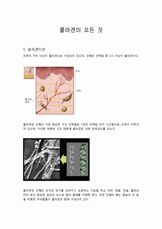 콜라겐의 모든 것
