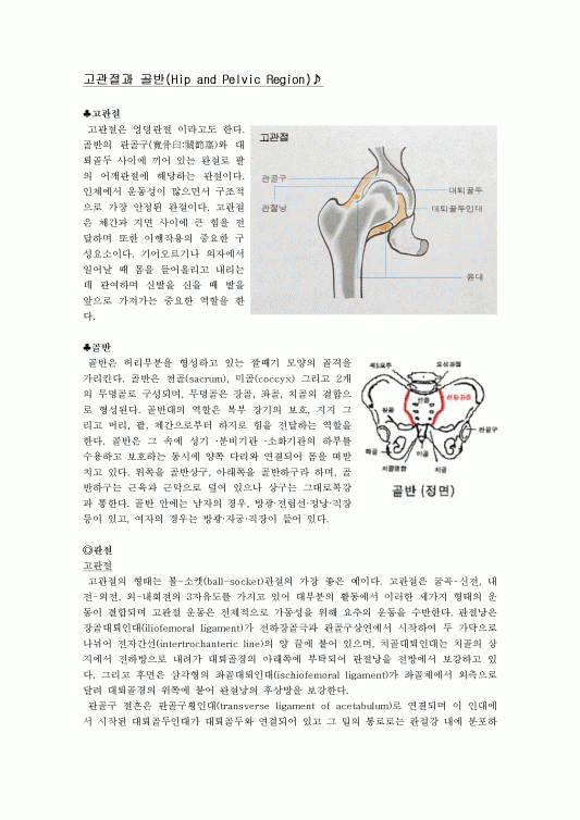 임상운동학 - 고관절과 골반[Hip and Pelvic Region]의 골격 근육에 대해서