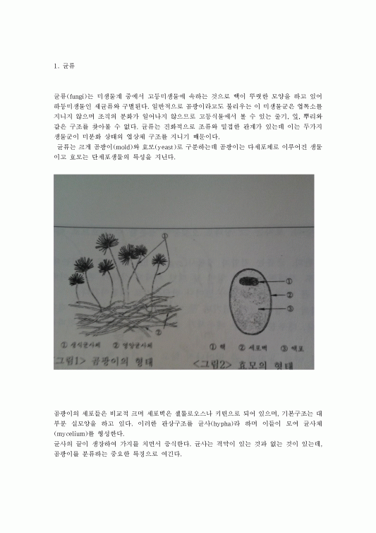 생물실험 곰팡이 관찰