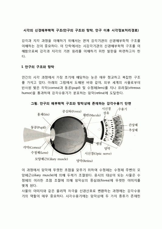 시각의 신경해부학적 구조(안구의 구조와 망막, 안구 이후 시각정보처리경로)