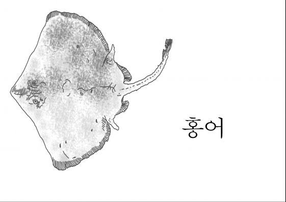 홍어의 정의홍어 특징과종류헝어 국내시장 유통현황홍어의 정의 및 특징홍어의 부위별 특징