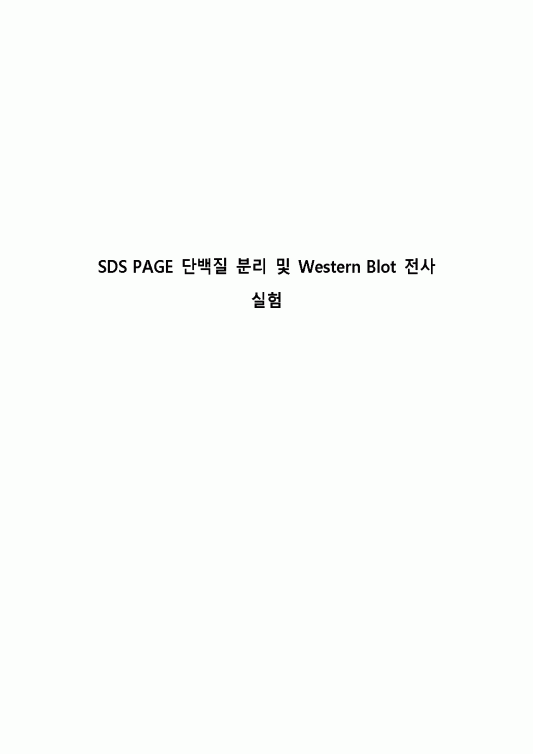 SDS PAGE 단백질 분리 및 Western Blot 전사 실험